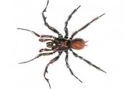 Spider Removal and Treatment in Adelaide, SA