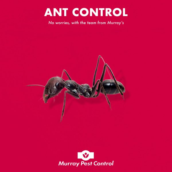 Products Archive - Murray Pest Control