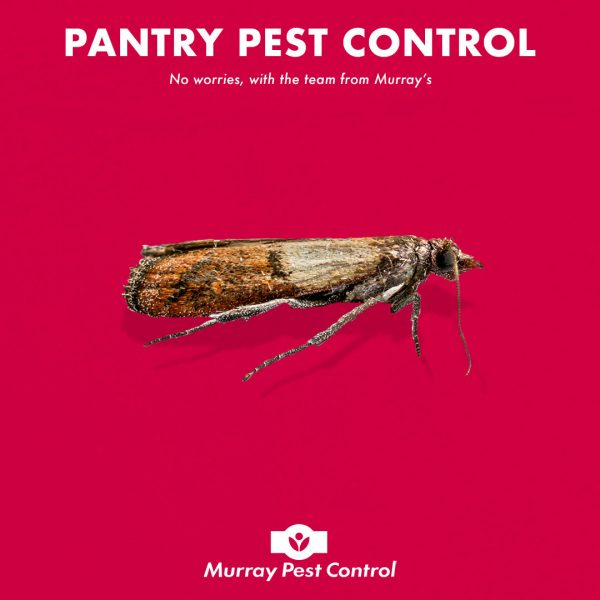 Products Archive - Murray Pest Control
