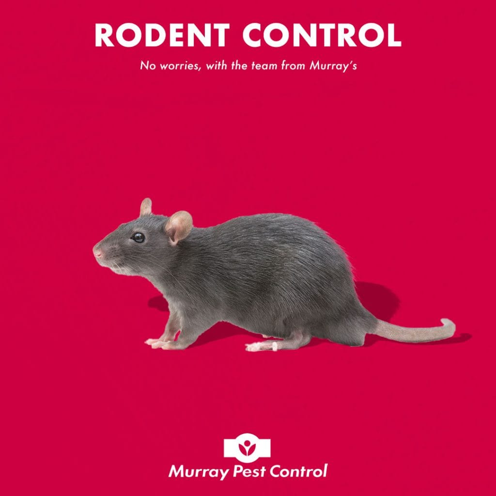 Rodent Extermination in Adelaide, SA