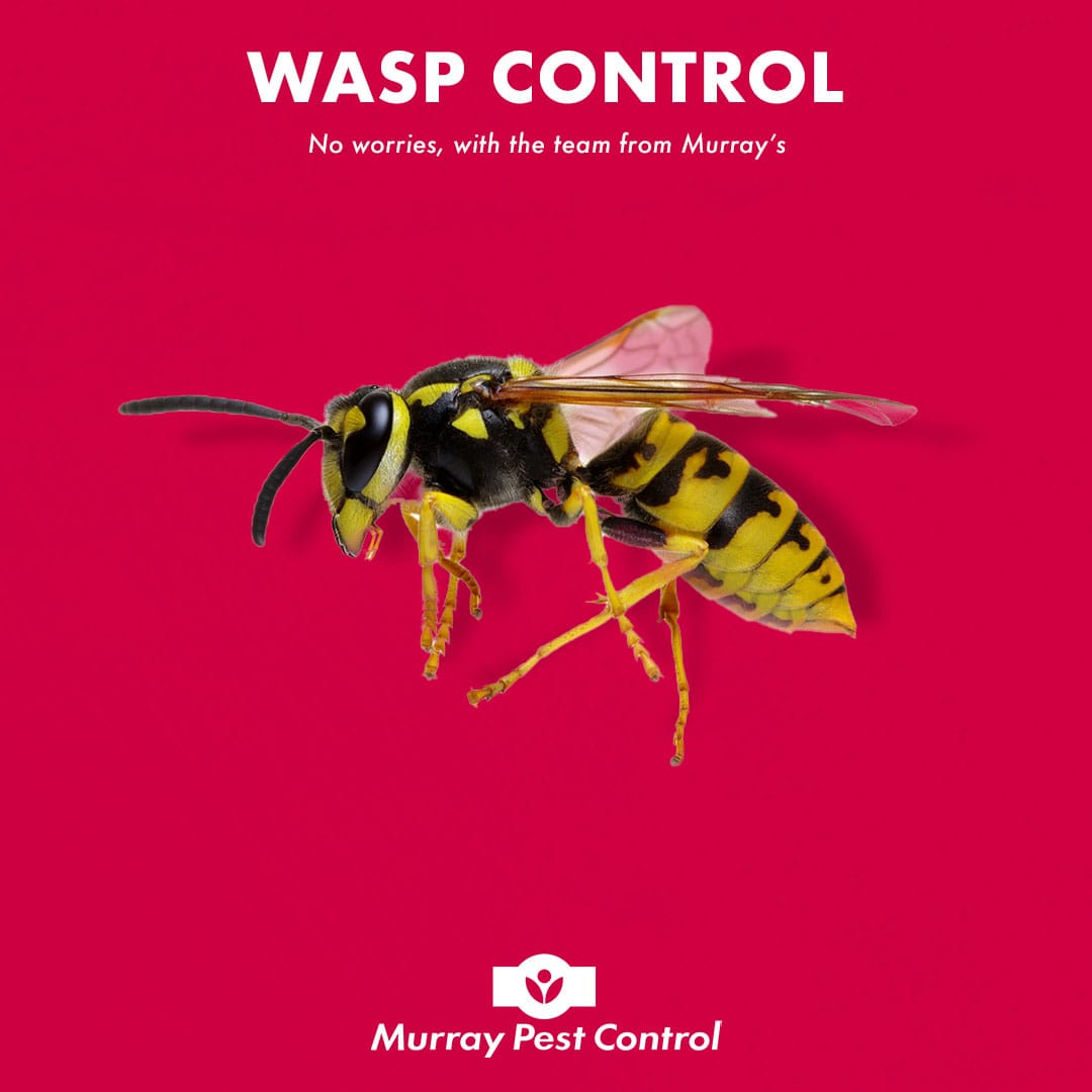 Products Archive - Murray Pest Control