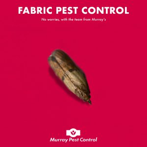 Pests - Murray Pest Control