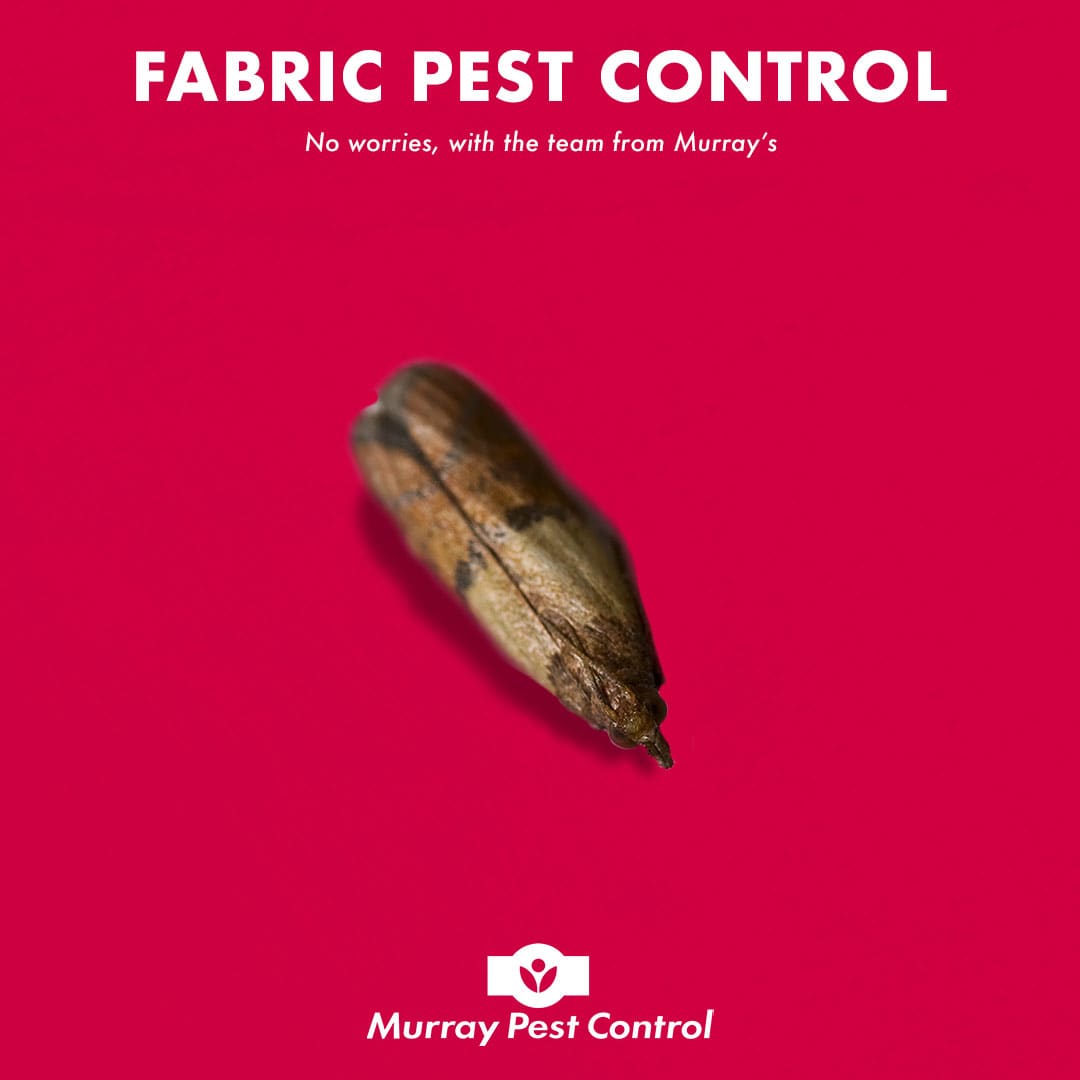 Fabric Pest Protection, Treatment and Control in Adelaide, SA