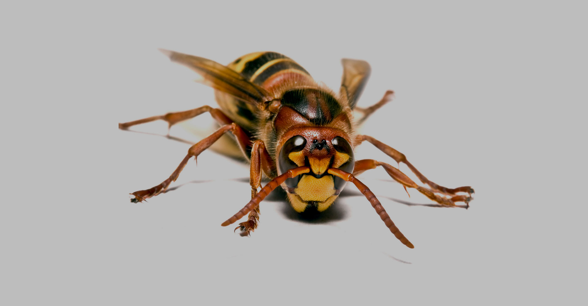European Wasp Treatment | Extermination & Protection in Adelaide
